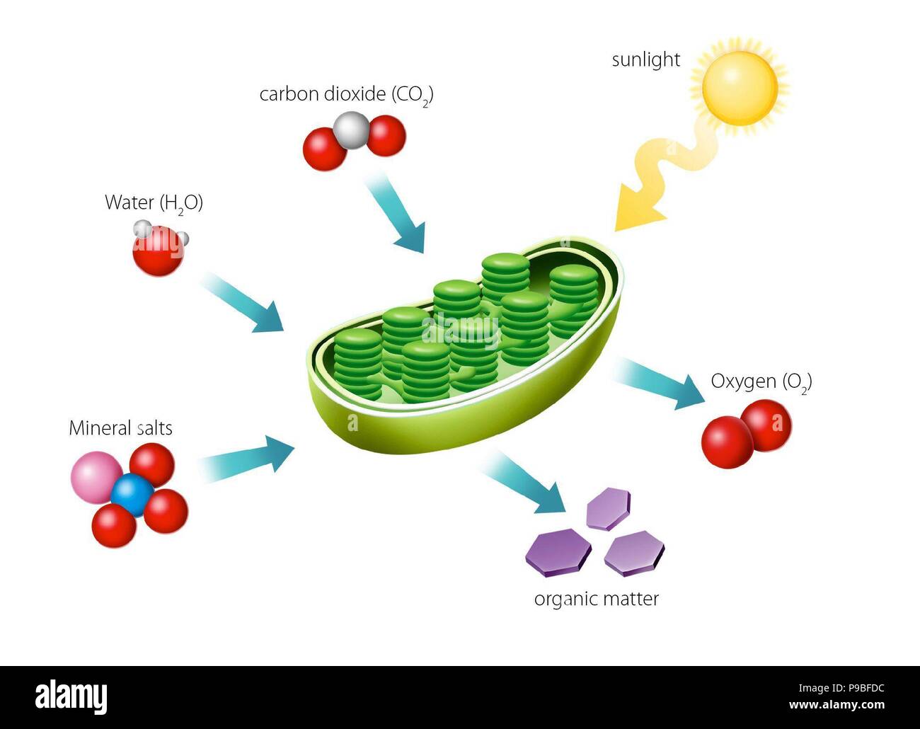 Chloroplasts Photosynthesis