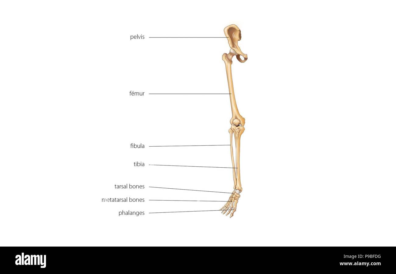 Extremities Cut Out Stock Images & Pictures - Alamy