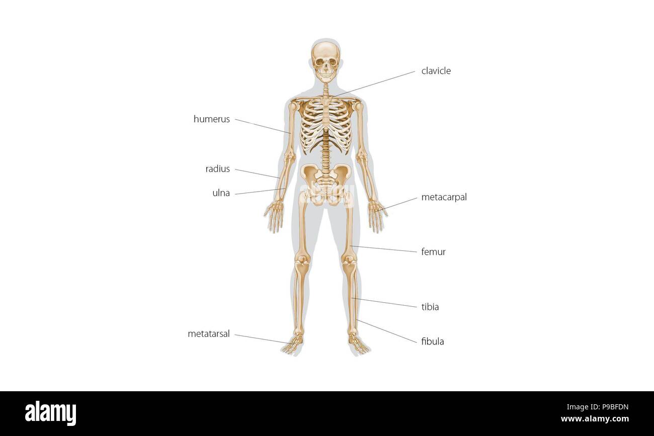Long bones Cut Out Stock Images & Pictures - Alamy