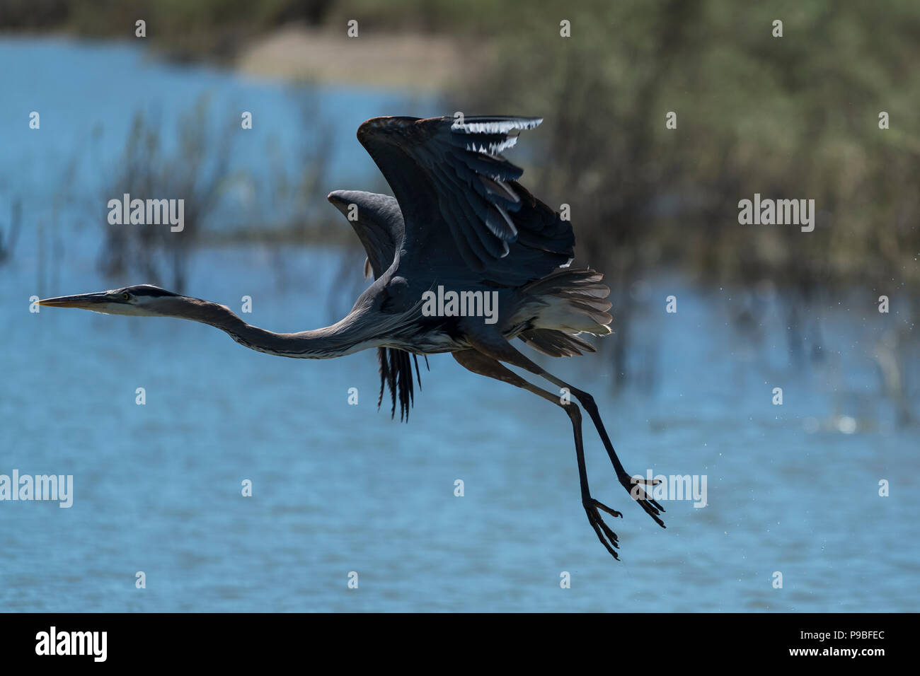 Great Blue Heron taking off from lake. Oregon, Ashland, Emigrant Lake ...