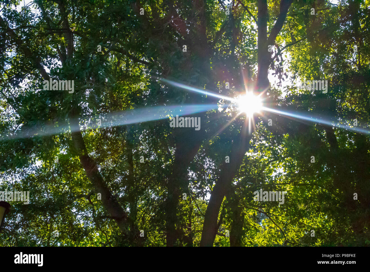 light through tree branches Stock Photo - Alamy