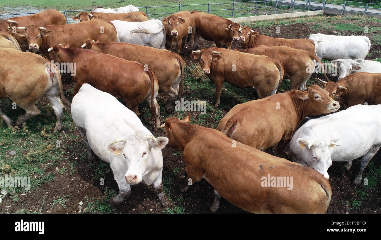 Group cows running in field hi-res stock photography and images - Alamy