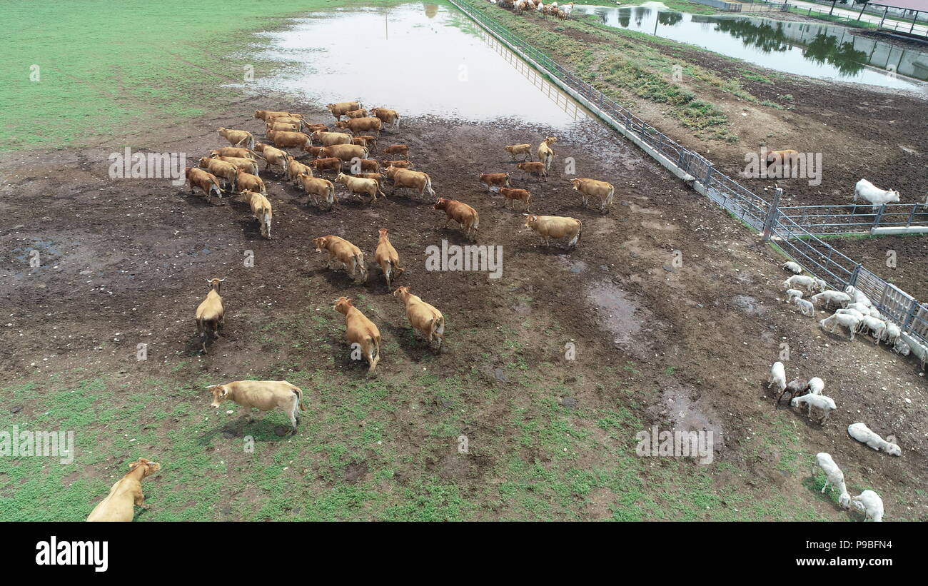 Group cows running in field hi-res stock photography and images - Alamy