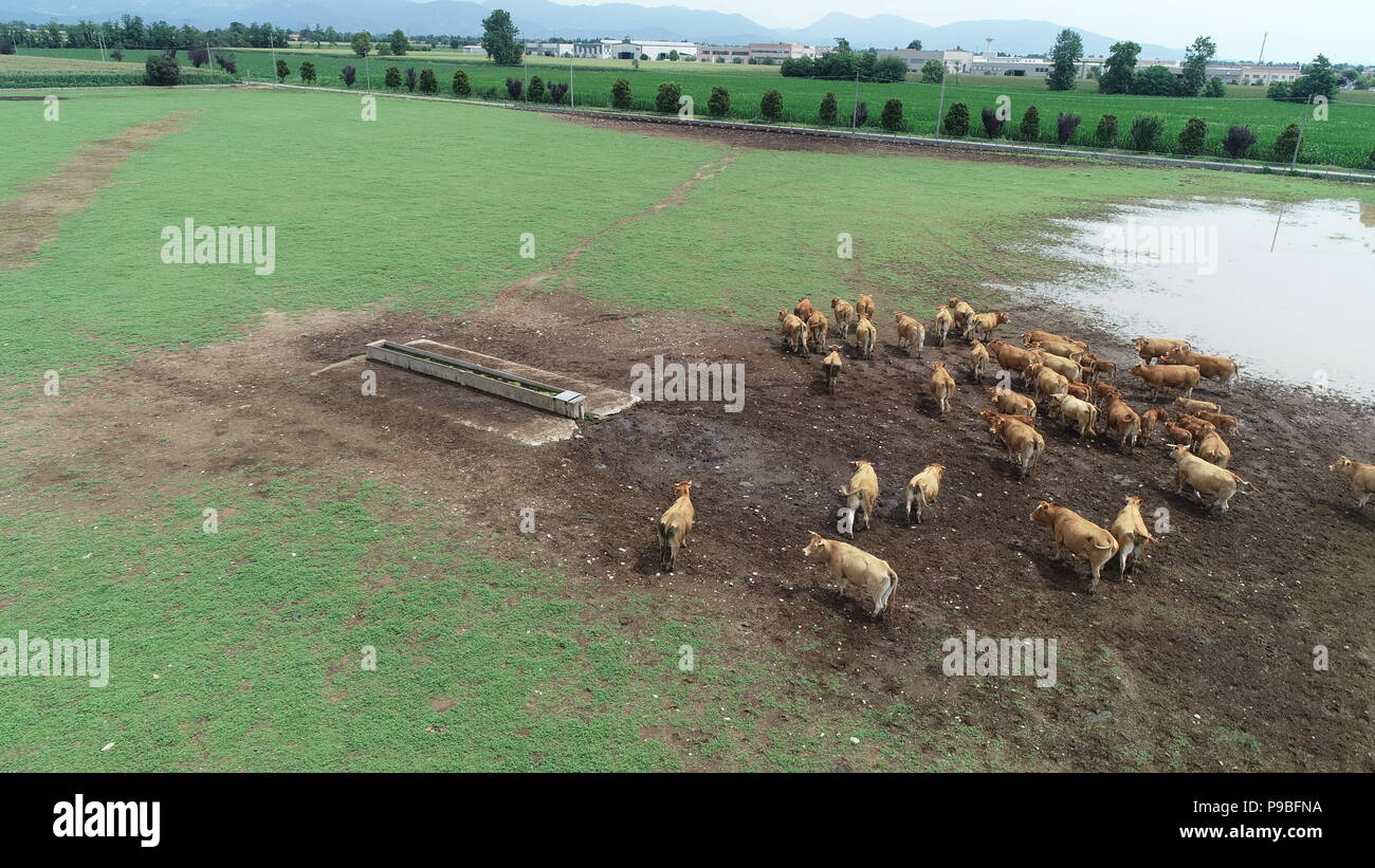 cows grazing and running in the barn Stock Photo - Alamy