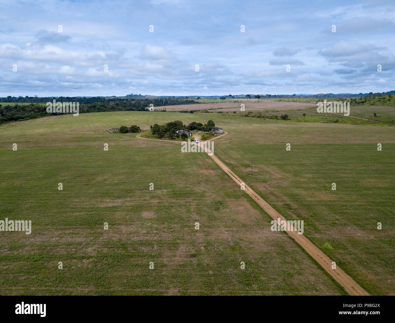 Soybean plantation in rainforest hi-res stock photography and images ...