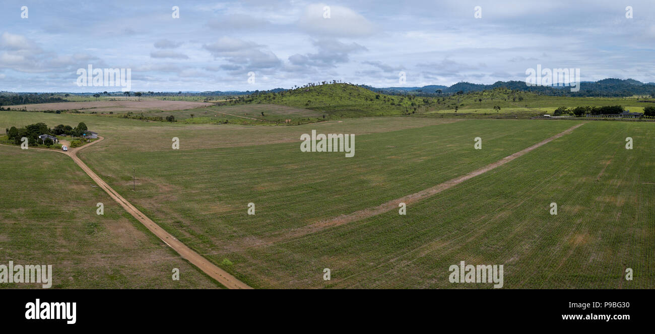 Soybean plantation in rainforest hi-res stock photography and images ...