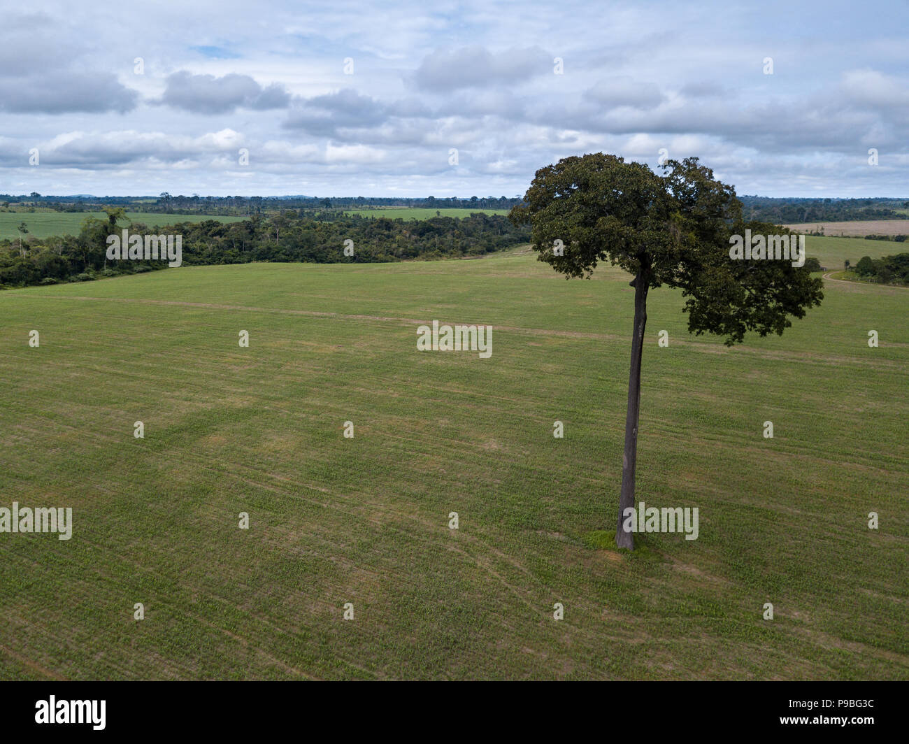Brazil nut tree hi-res stock photography and images - Alamy