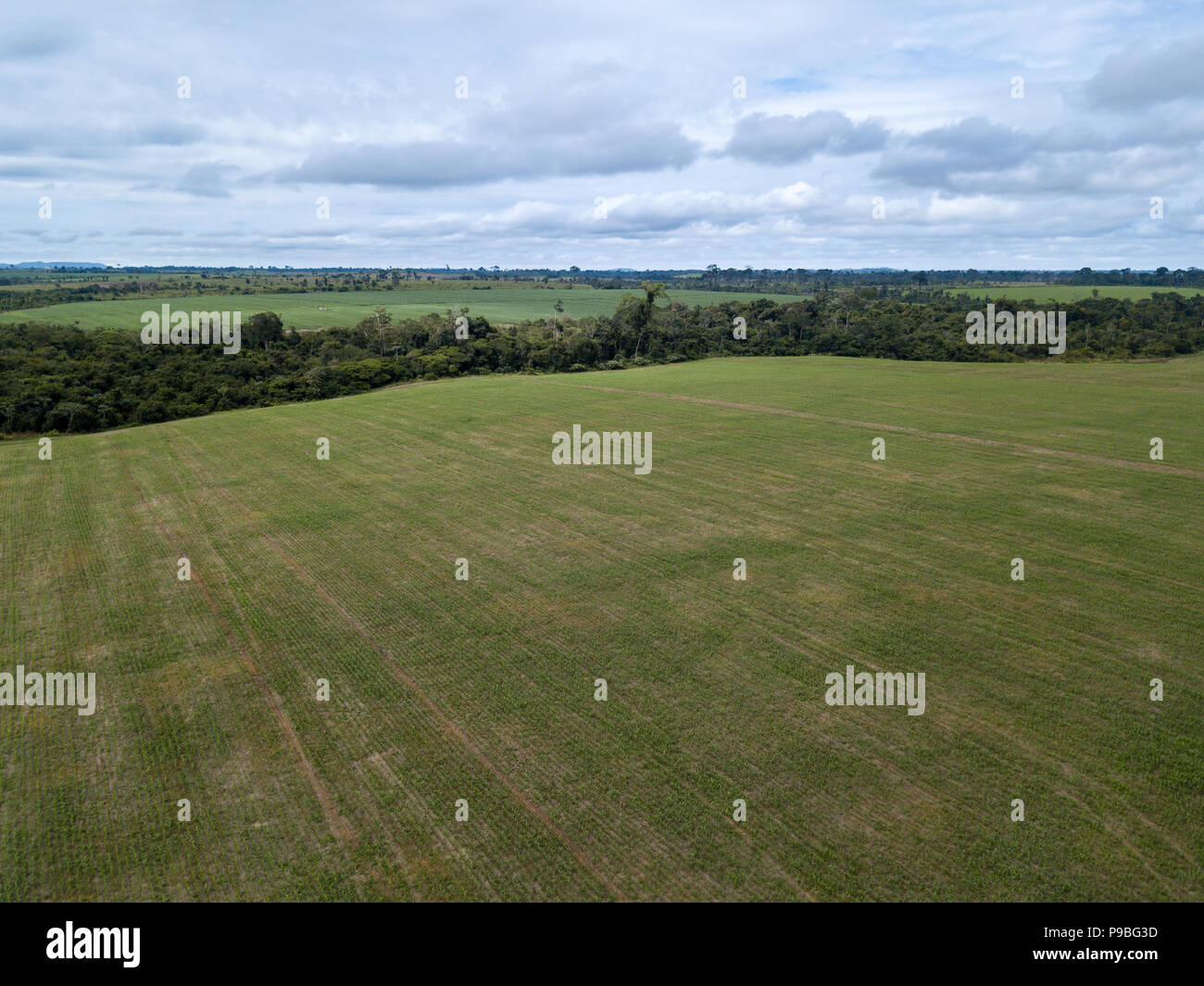 Brazilian rainforest deforestation hi-res stock photography and images ...