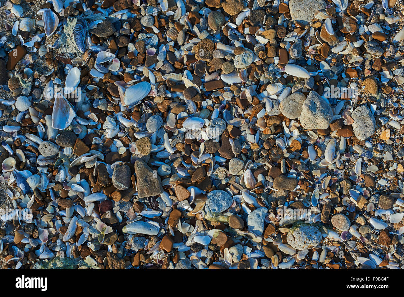Mix of colorful sea shells. Good as background or texture Stock Photo ...