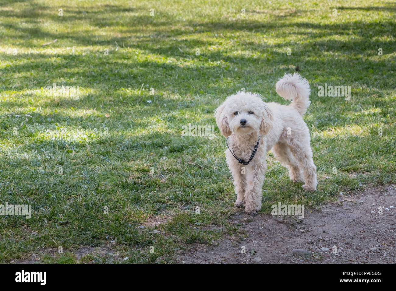 little white poodle dog standing in green grass in Portugal Stock Photo ...