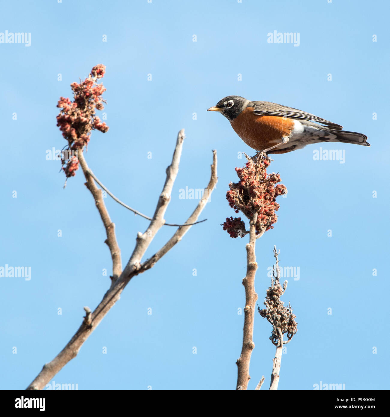 Robin spring hi-res stock photography and images - Alamy