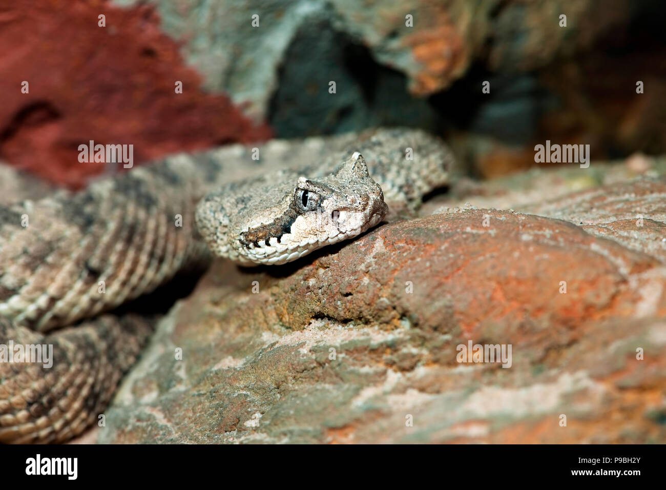 Sidewinder rattlesnake (Crotalus cerastes). Sidewinder rattlesnake is ...