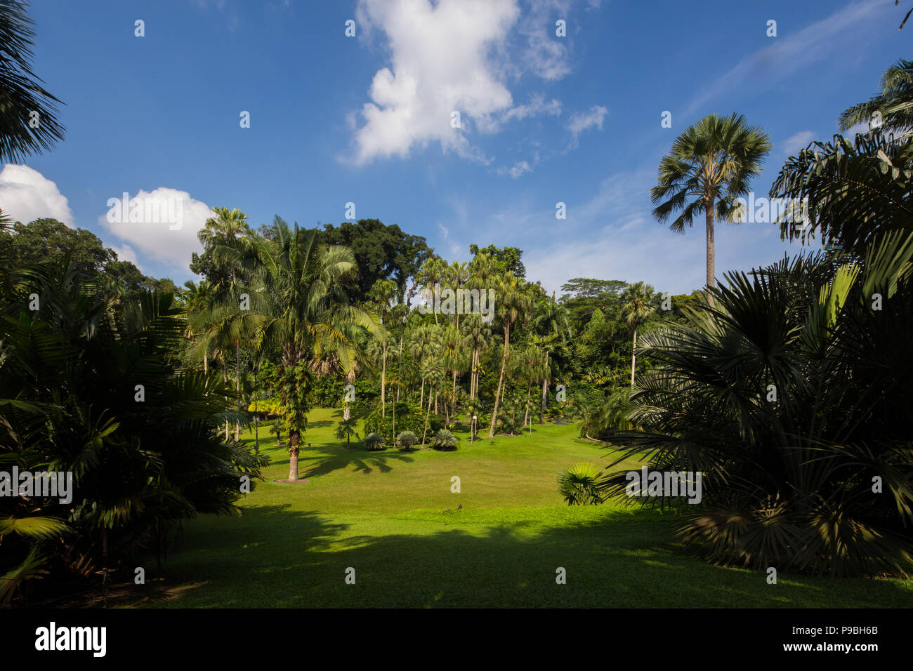 Vast greenery landscaping view occupied with tall trees and green field ...