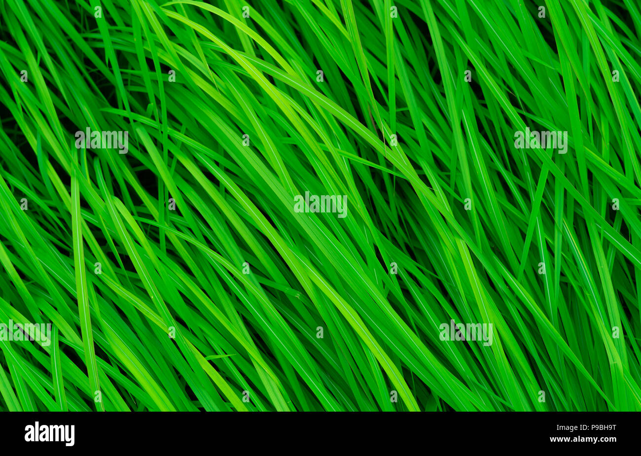 Green grass with long leaves. Natural green stalks grass texture ...