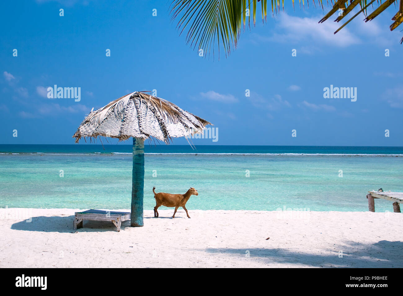 Goat on the beautiful tropical beach at the Agatti island, India Stock ...