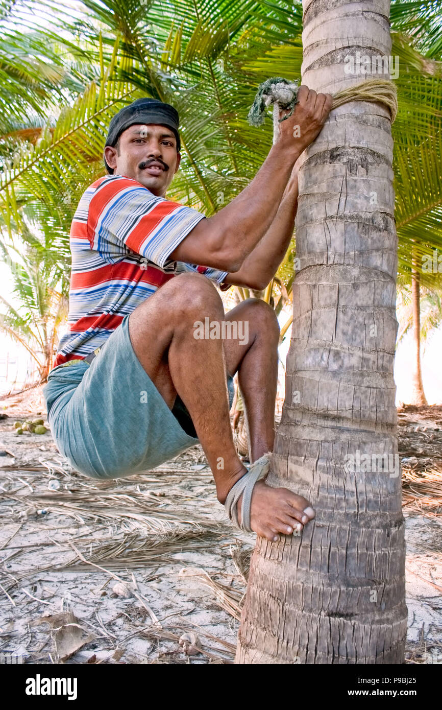 Coconut tree kerala hi-res stock photography and images - Alamy