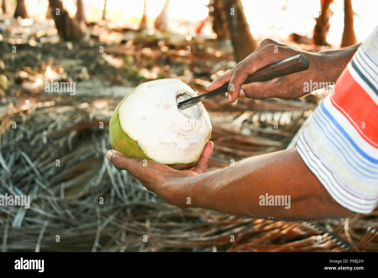 Kerala coconut tree climb hi-res stock photography and images - Alamy