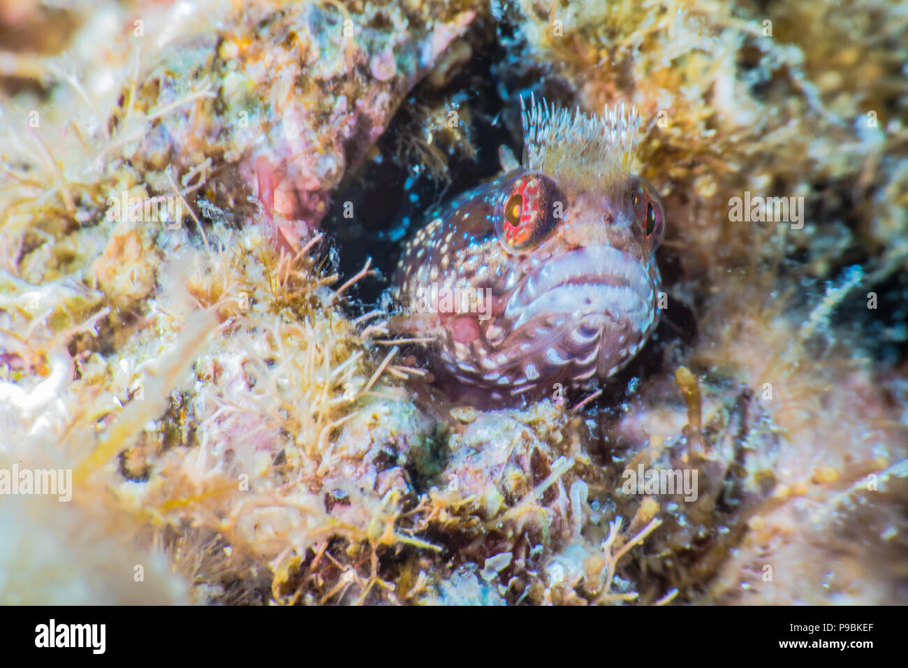 Moss fringehead, Neoclinus bryope (Jordan & Snyder, 1902), gazing from ...