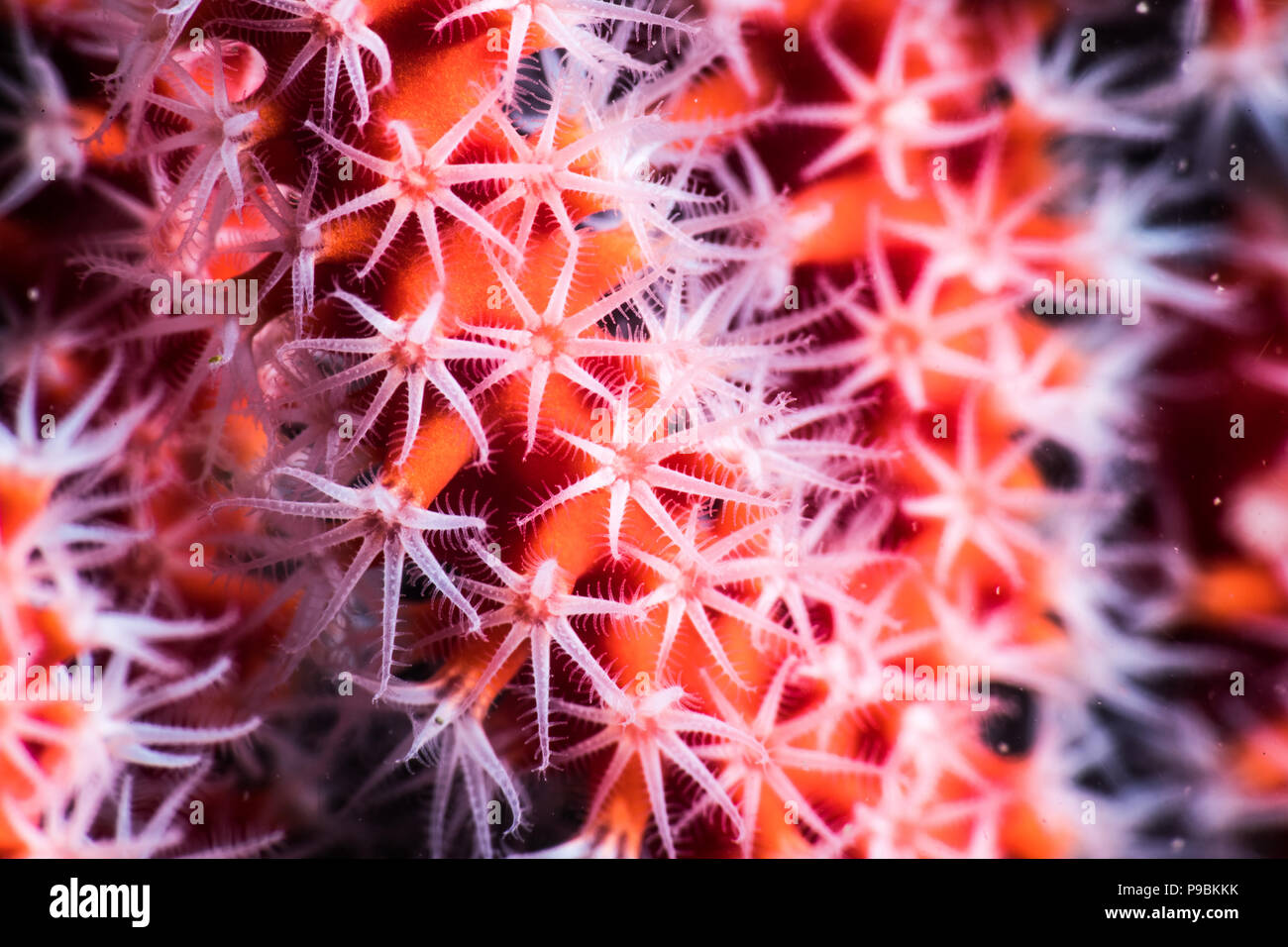 Polyps red sea whip coral hi-res stock photography and images - Alamy