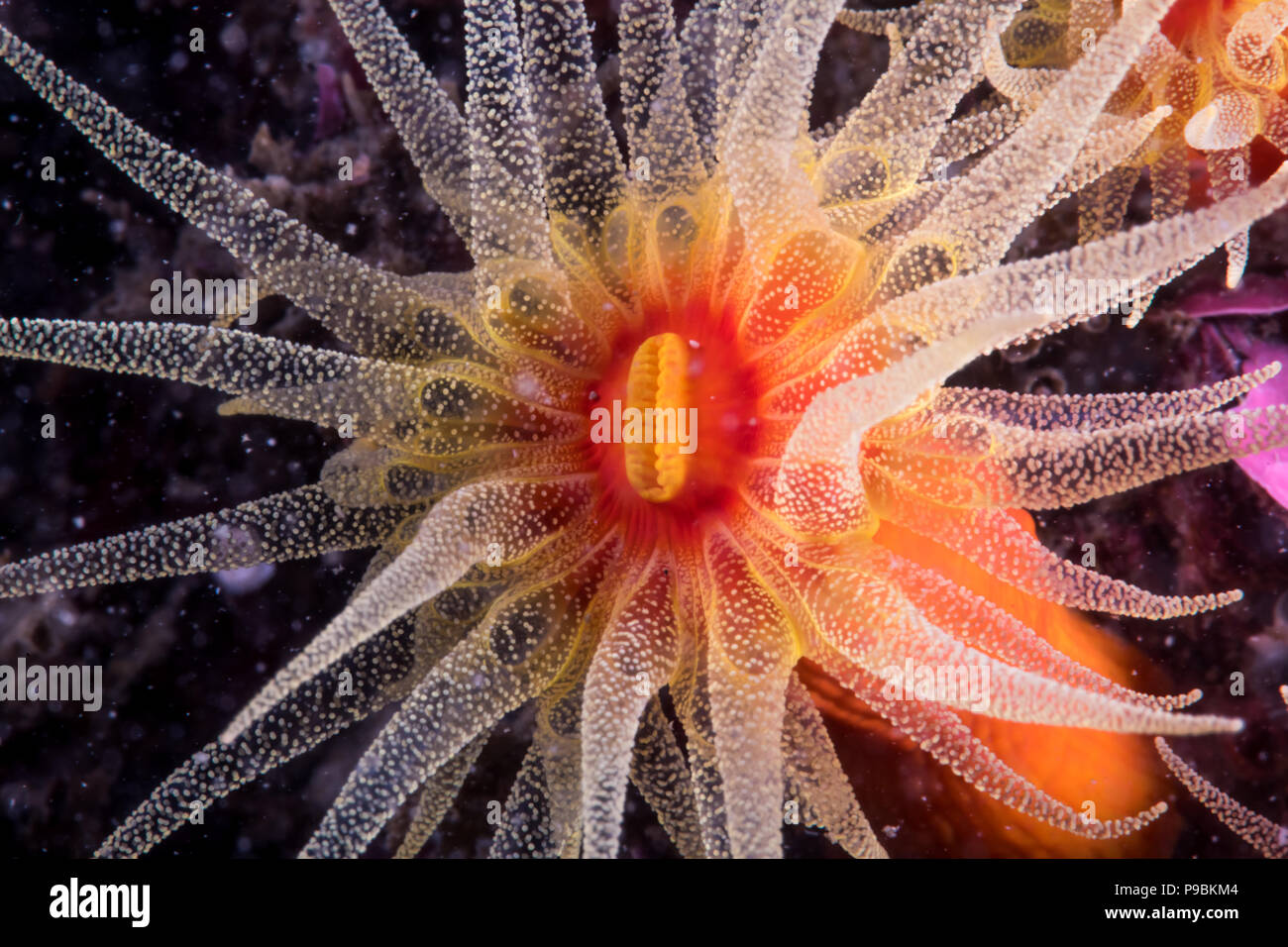 Orange cup coral (Tubastraea coccinea) , -15. Owase, Mie, Japan Stock ...