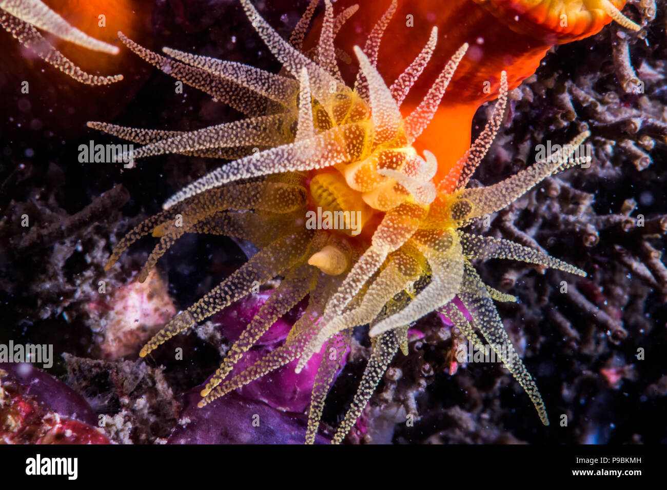 Orange cup coral (Tubastraea coccinea) , -15. Owase, Mie, Japan Stock ...