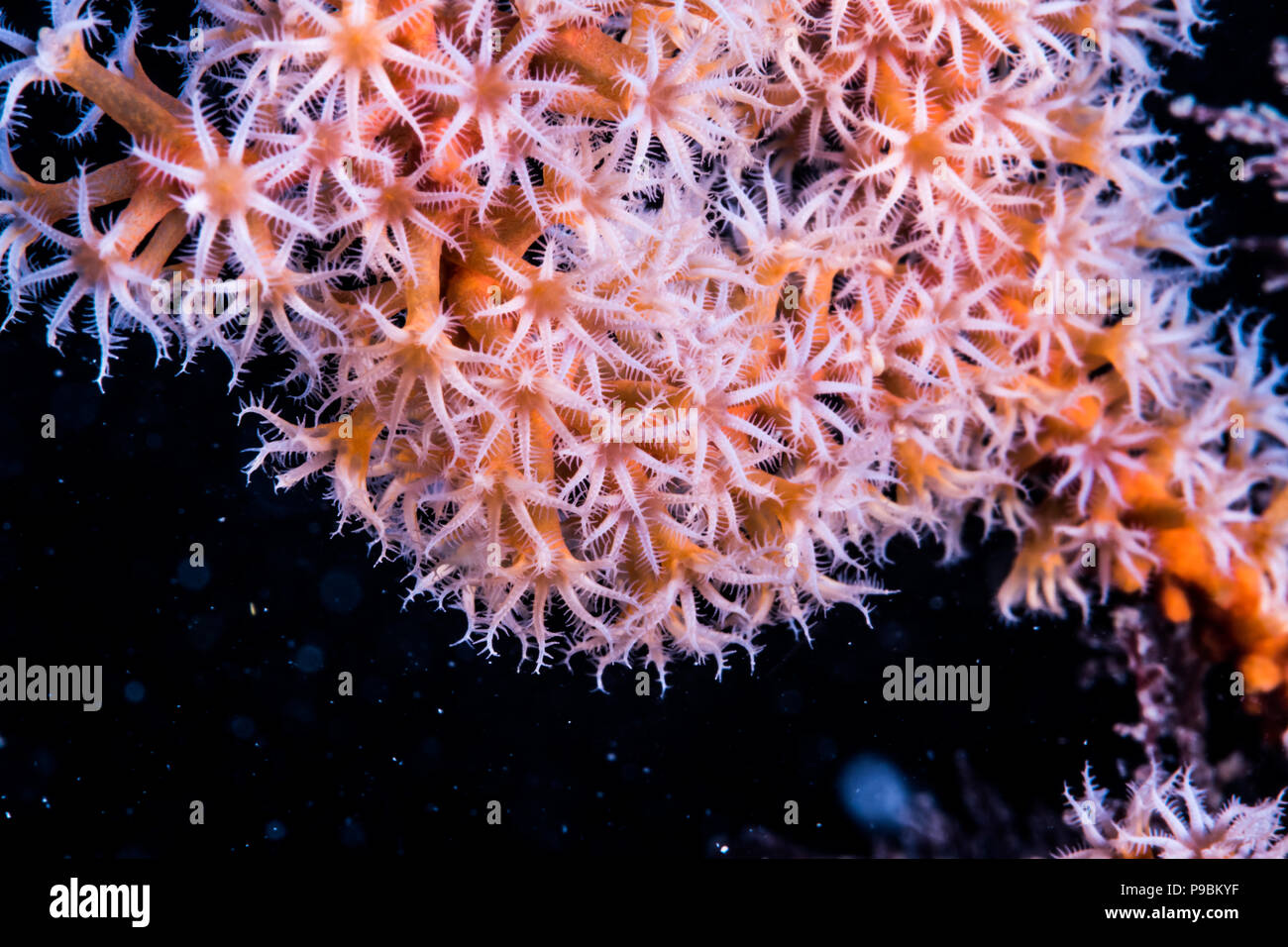 Polyps Red Sea Whip Coral High Resolution Stock Photography and Images ...