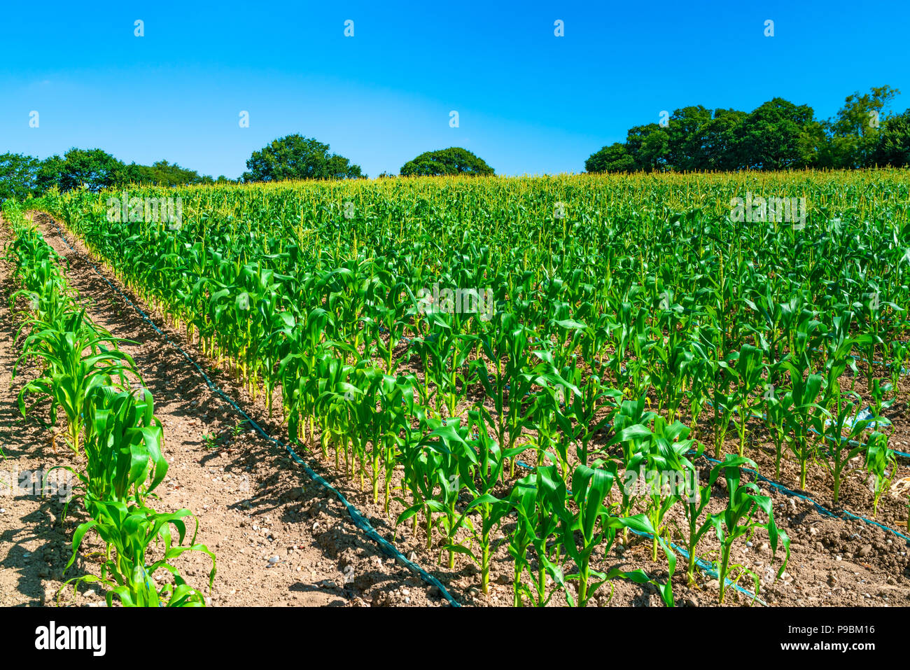 Sweet corn harvest uk hi-res stock photography and images - Alamy