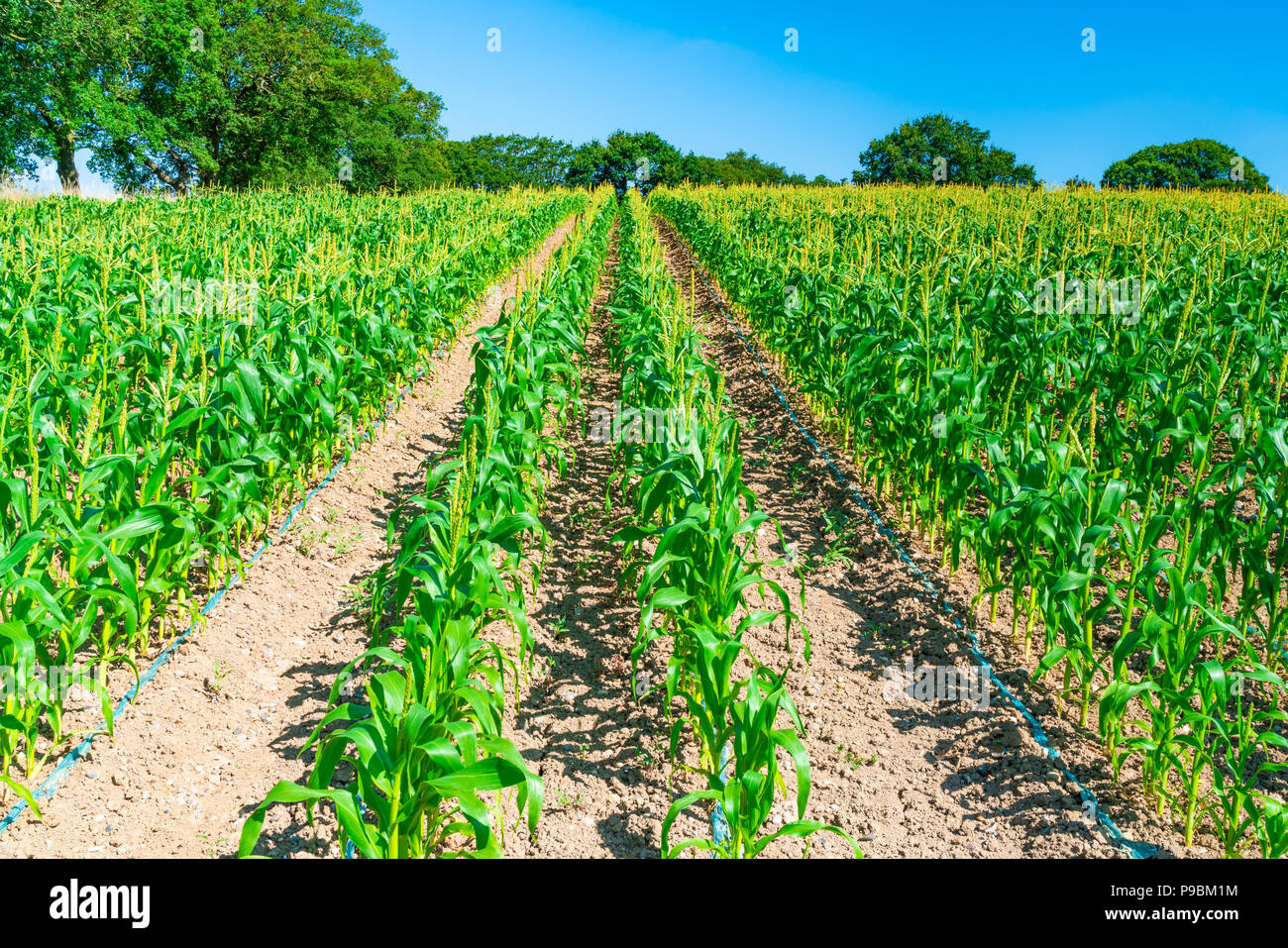 Sweet corn harvest uk hi-res stock photography and images - Alamy