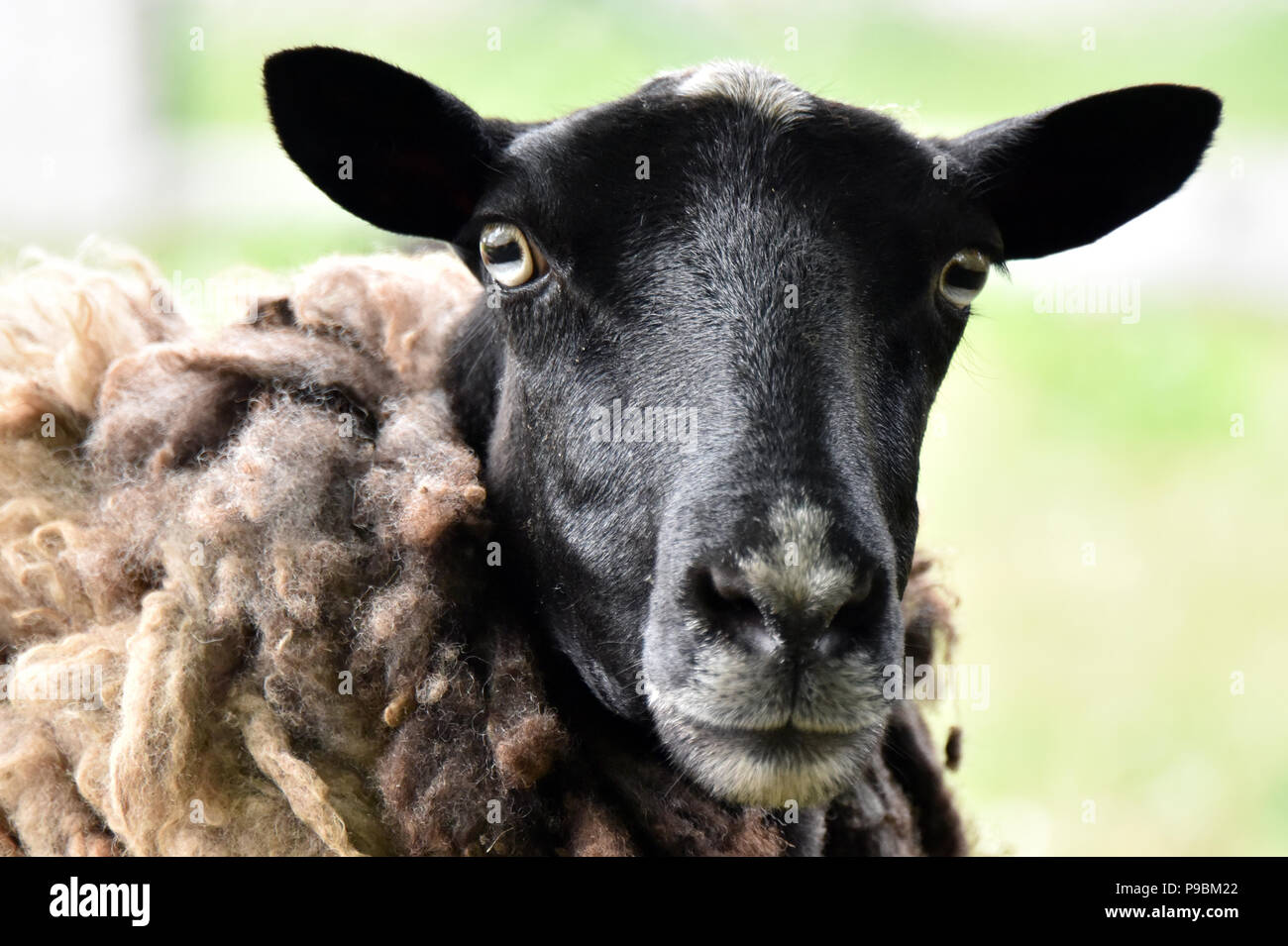 Black sheep hi-res stock photography and images - Alamy