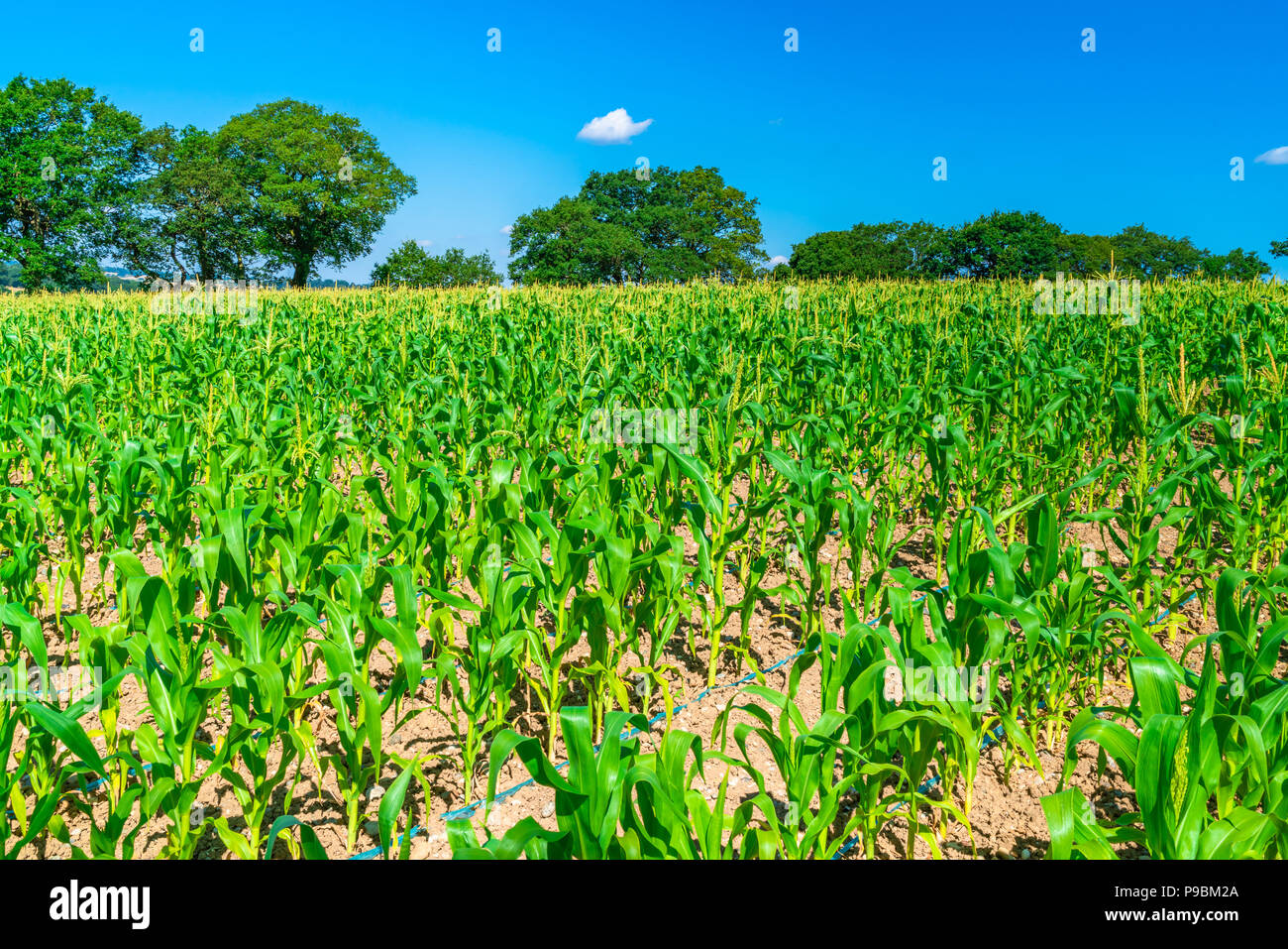 Sweet corn harvest uk hi-res stock photography and images - Alamy