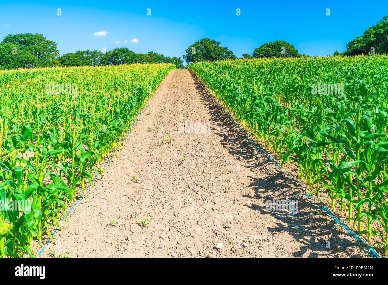 Sweet corn harvest uk hi-res stock photography and images - Alamy