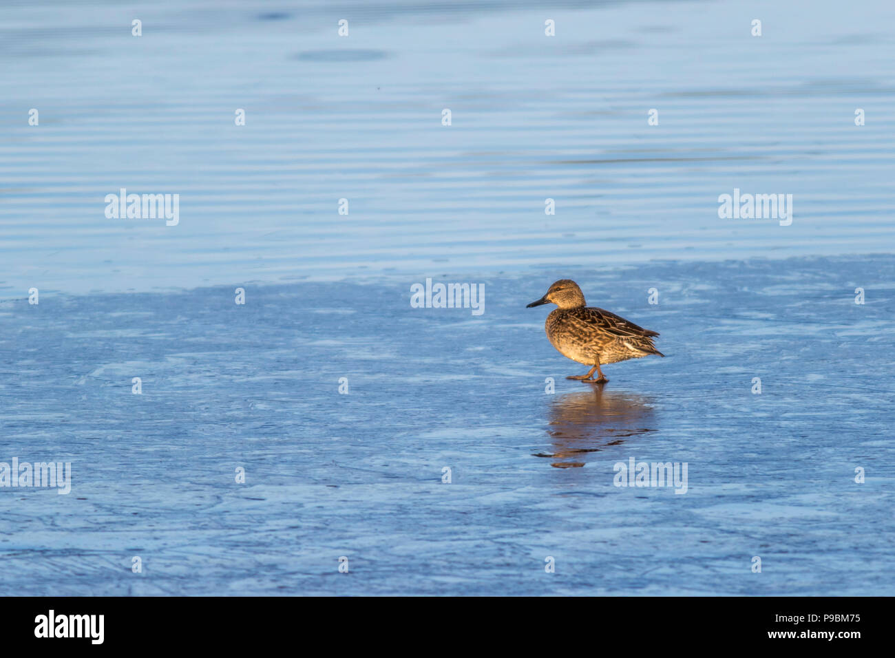 A female common teal on the half-frozen pondside of the Ökosee near ...