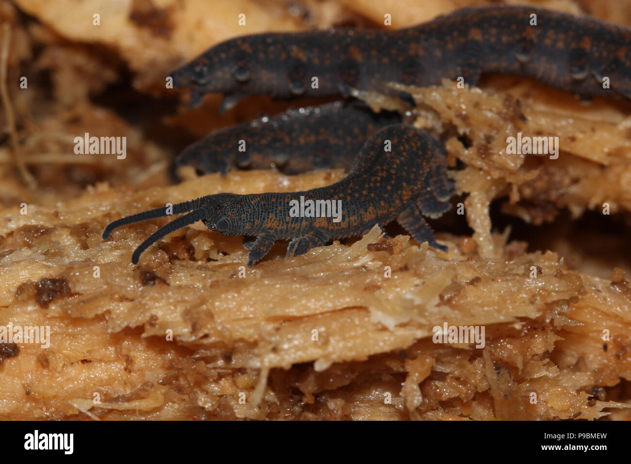Onychophora High Resolution Stock Photography and Images - Alamy