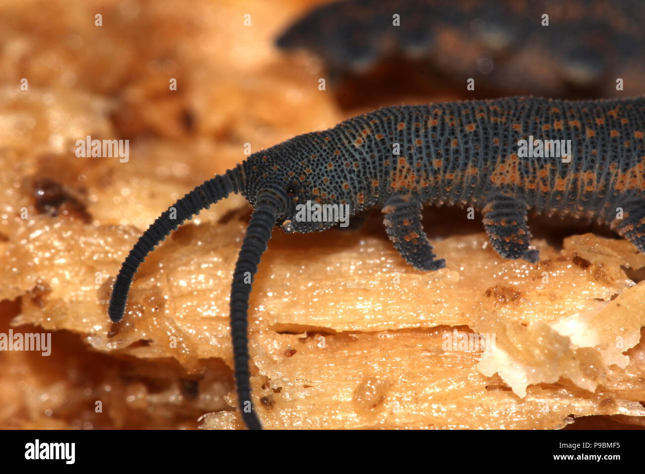 Peripatus hi-res stock photography and images - Alamy