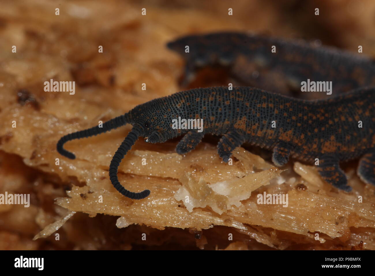 Onychophora High Resolution Stock Photography and Images - Alamy