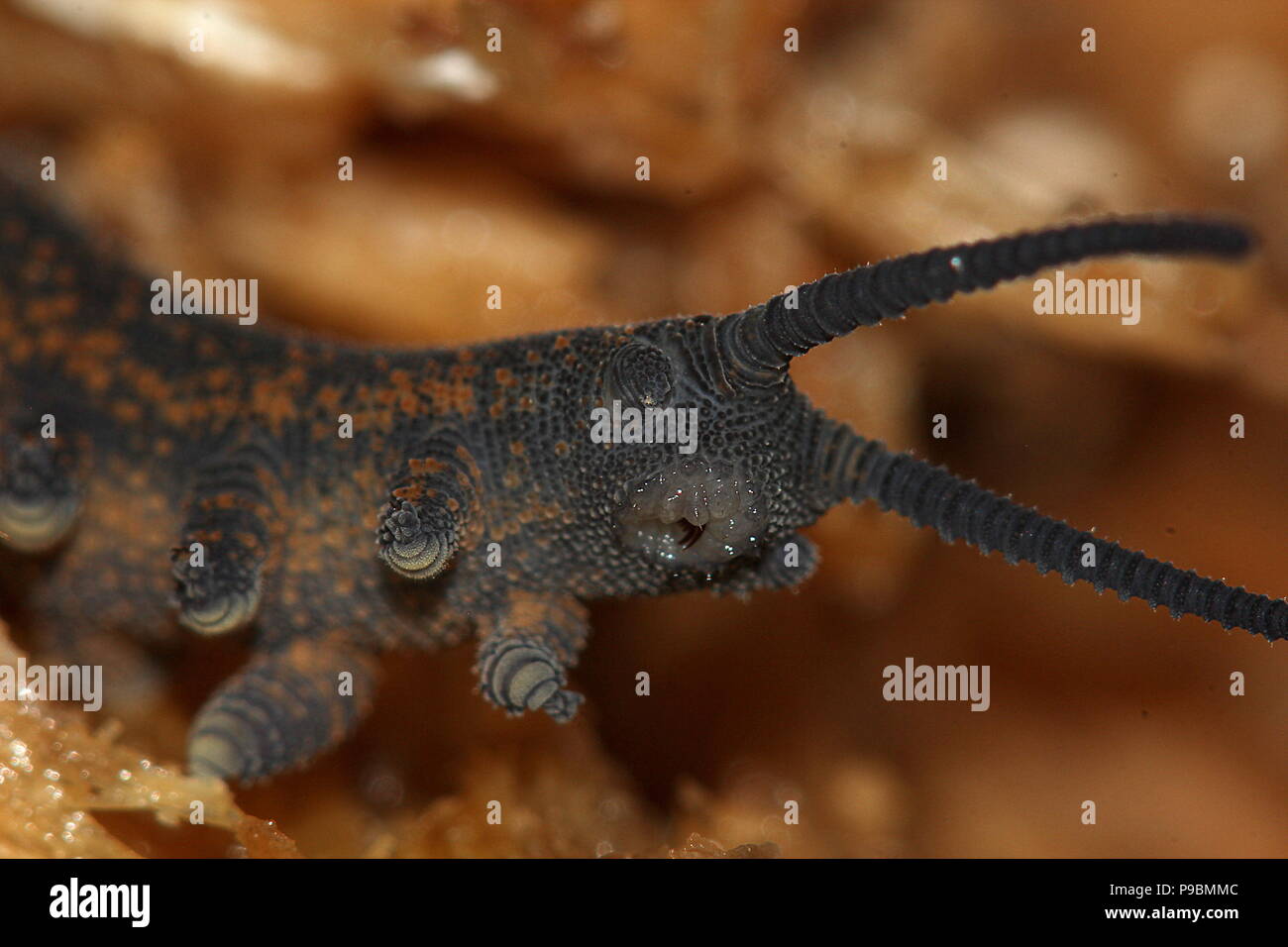 Peripatus hi-res stock photography and images - Alamy