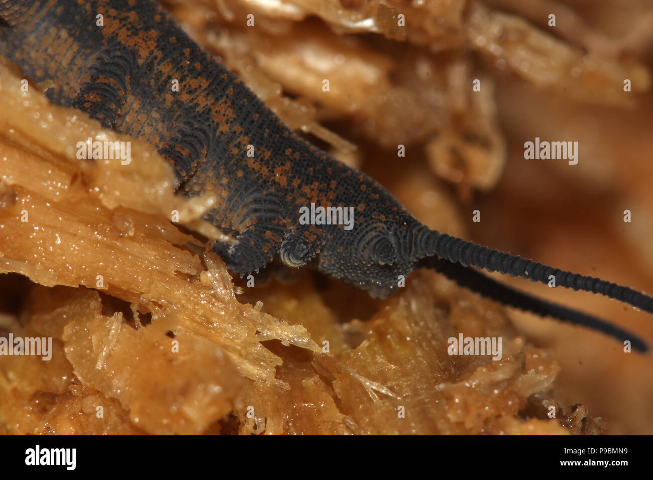 Peripatus High Resolution Stock Photography and Images - Alamy