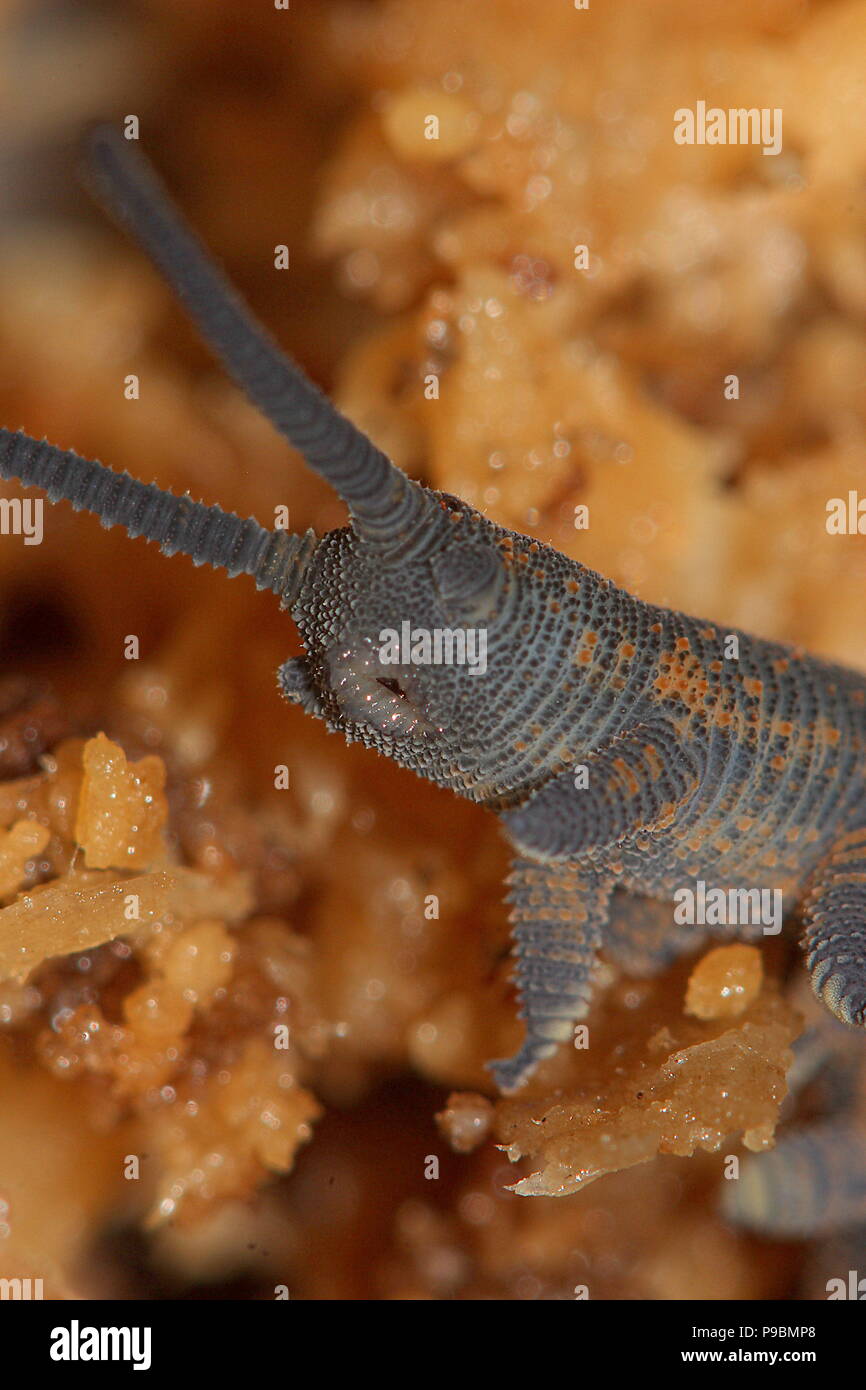 Peripatus hi-res stock photography and images - Alamy