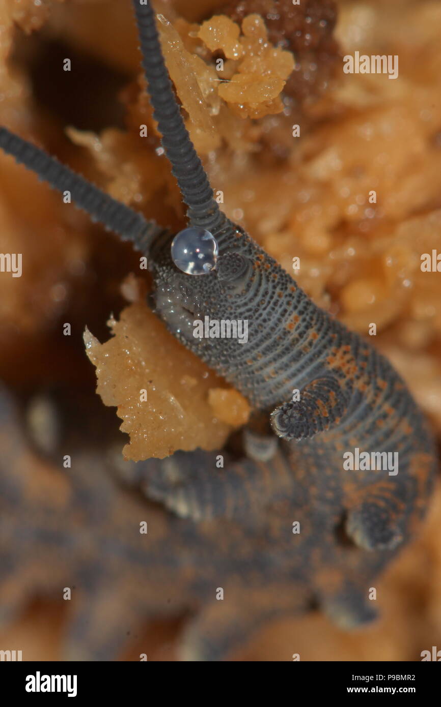 Velvet worm hi-res stock photography and images - Alamy