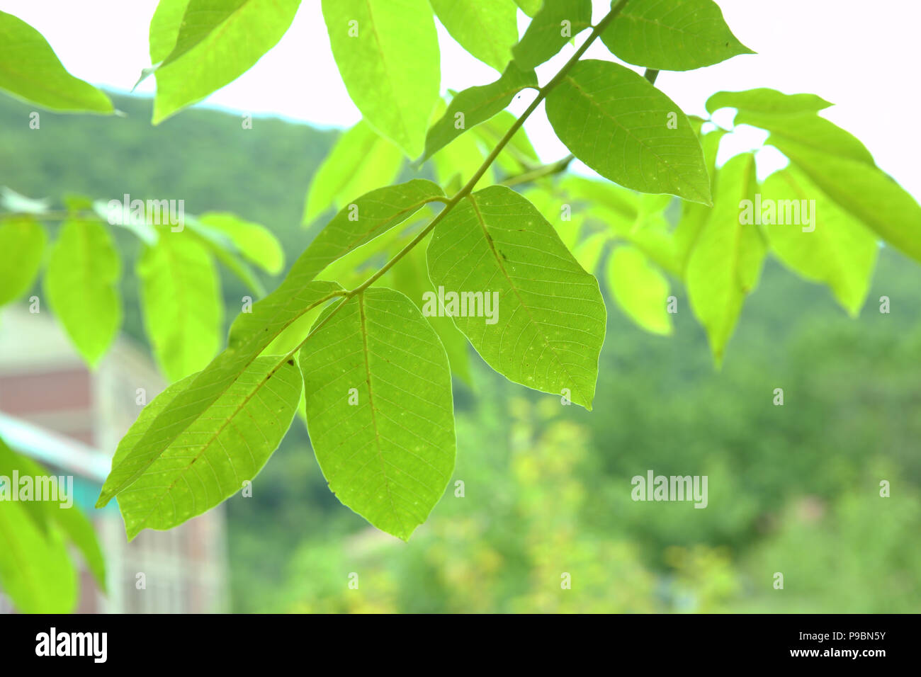 Walnut leaf . Green walnuts on the tree together . Young green leaves ...