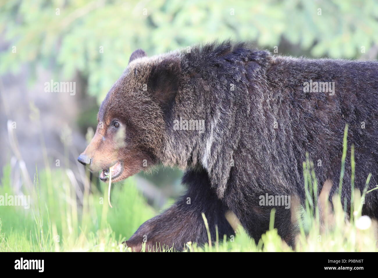 grizzly bear cub , canadian rockies Stock Photo - Alamy