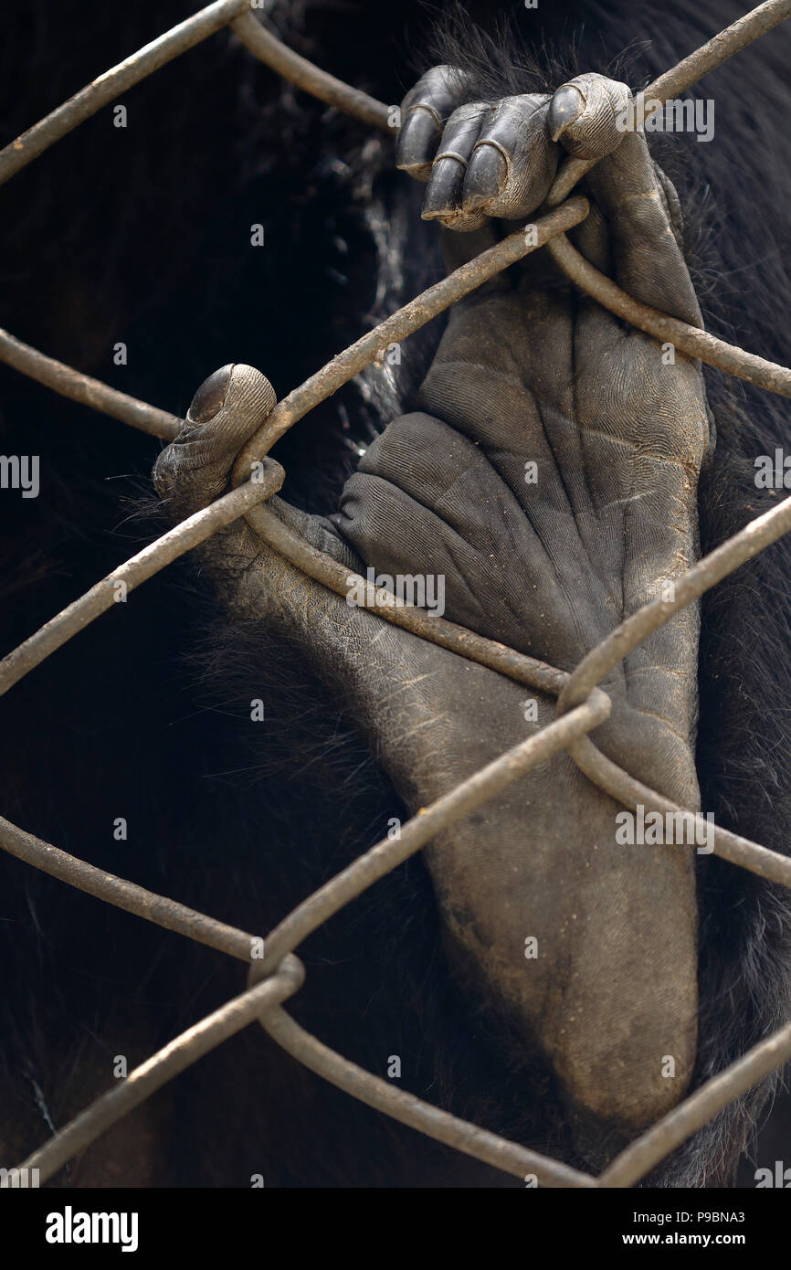 Spider monkey leg (ateles) on fence inside zoo Stock Photo - Alamy