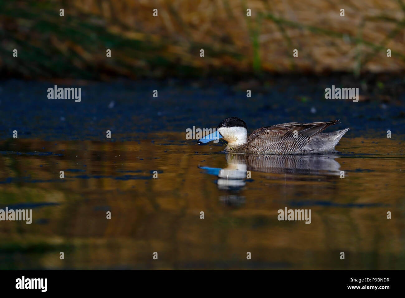Portrait of Andean duck (Anas puna) swimming over a lake at sunset ...