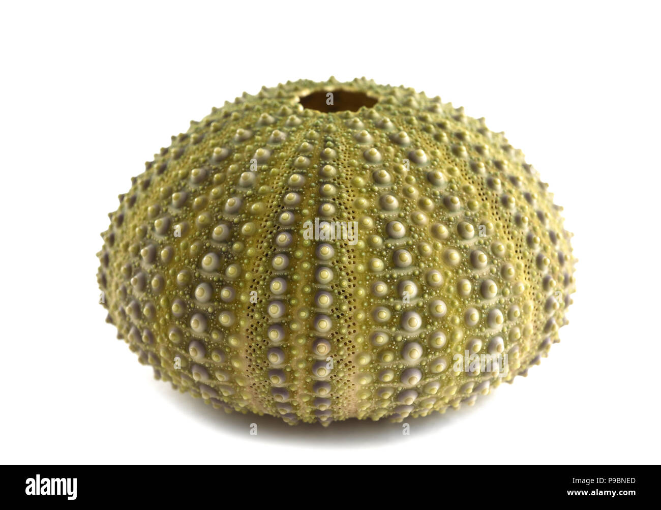 Sea urchin isolated on white background Stock Photo - Alamy