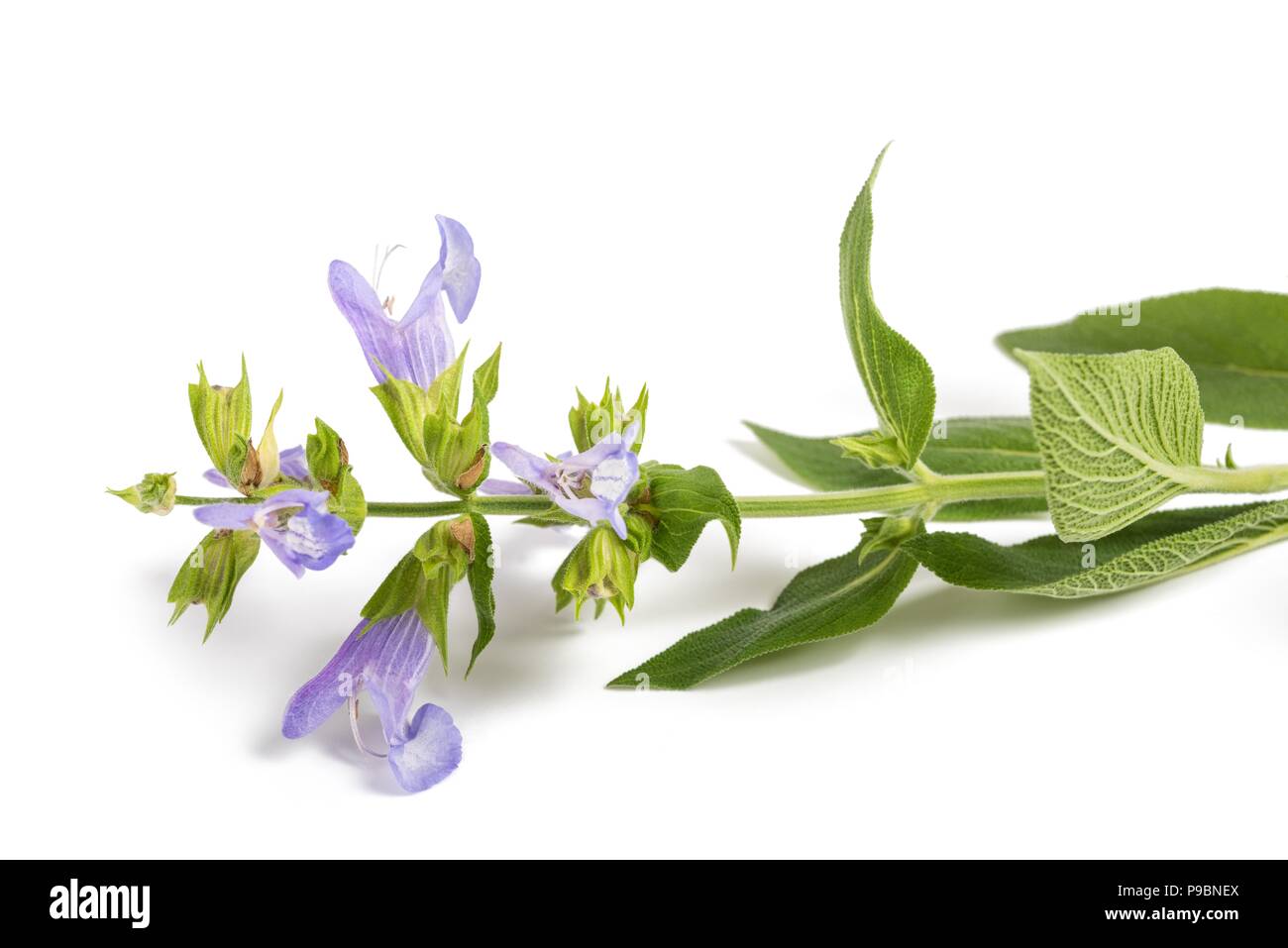 Sage with flowers isolated on white background Stock Photo - Alamy