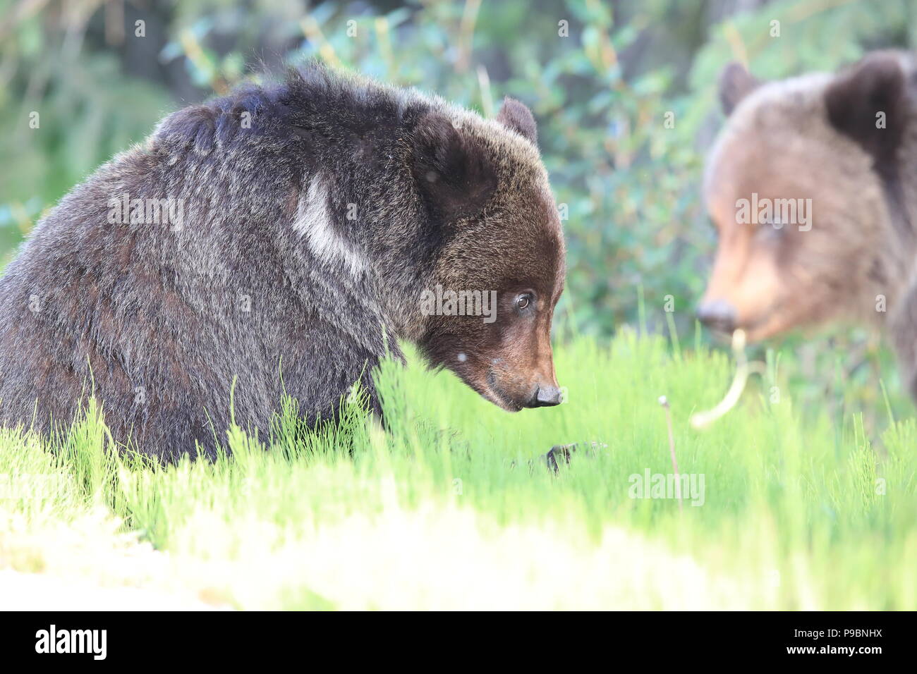 grizzly bear cub , canadian rockies Stock Photo - Alamy