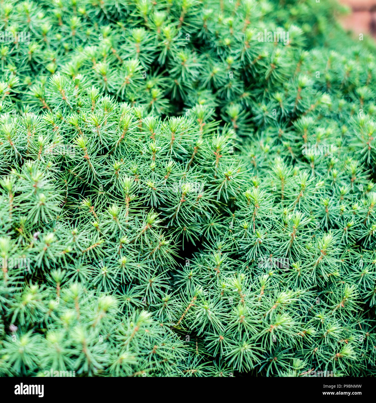 A dwarf mounding Picea, a white spruce, growing in Kansas, USA Stock ...