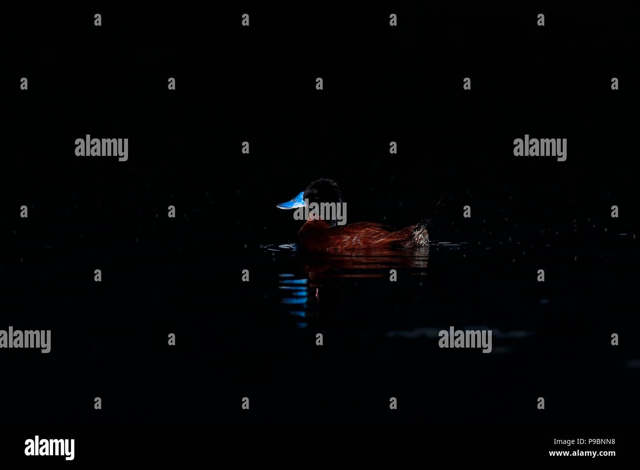 Duck billed frog hi-res stock photography and images - Alamy