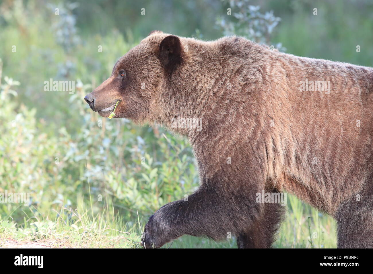 grizzly bear cub , canadian rockies Stock Photo - Alamy