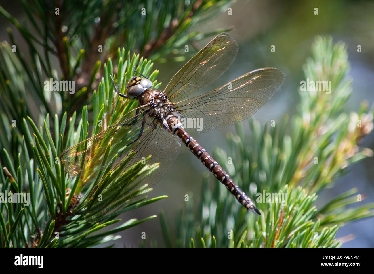 A Common Hawker dragonfly Stock Photo - Alamy